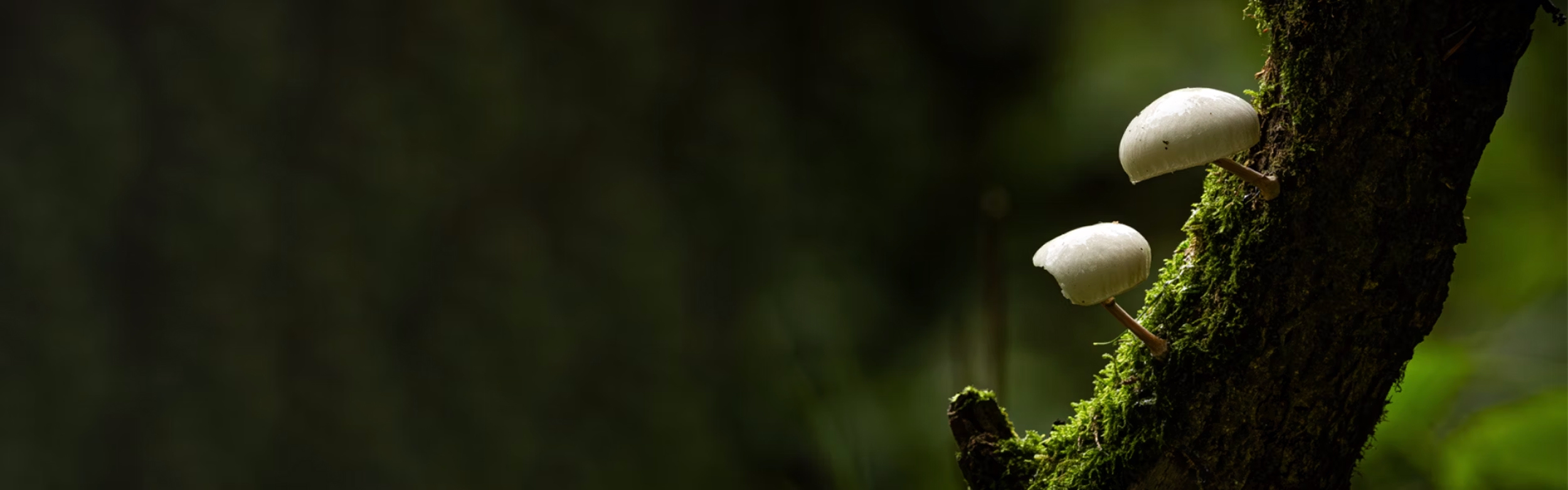 Microsoft Surface ESG – Blue Connections IT